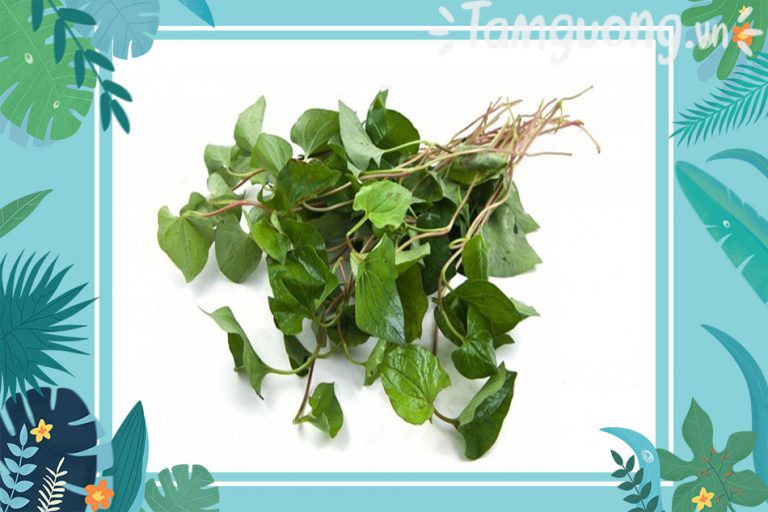 [Chia sẻ] Top 9 cách làm mặt nạ rau má trị mụn tuyệt nhất cho chị em